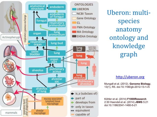 Representation of kidney structures in Uberon | PPT