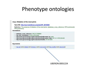 Representation of kidney structures in Uberon | PPT
