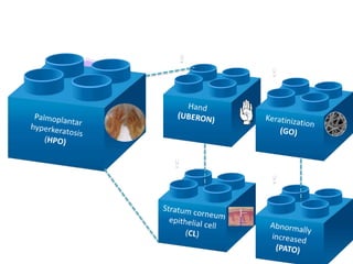 Representation of kidney structures in Uberon | PPT