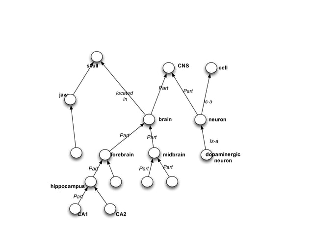 Representation of kidney structures in Uberon | PPT