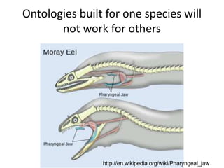 Representation of kidney structures in Uberon | PPT