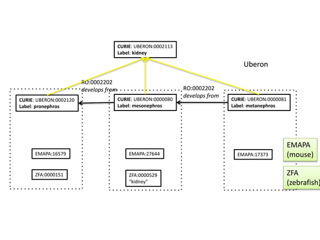 Representation of kidney structures in Uberon | PPT
