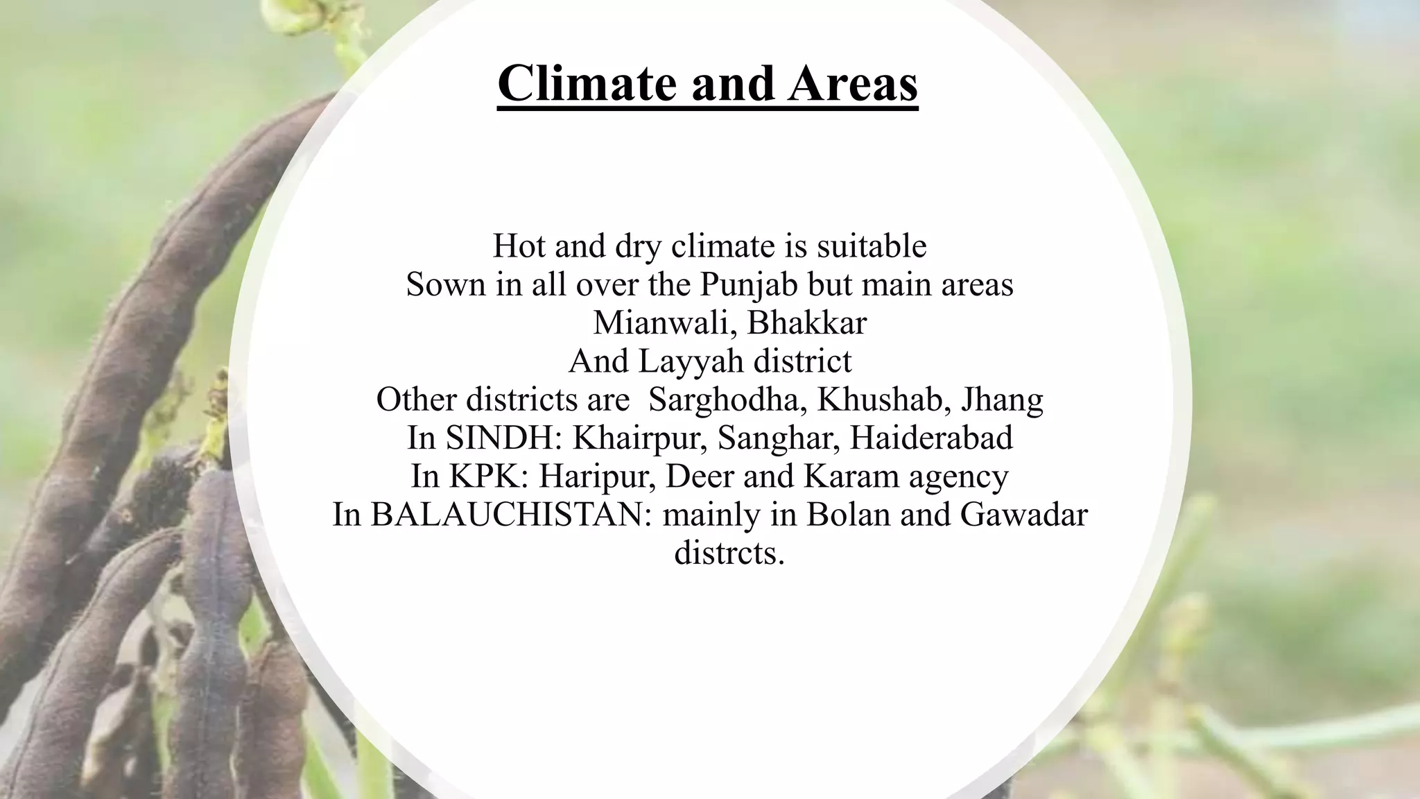 Mung bean ppt | PPTX