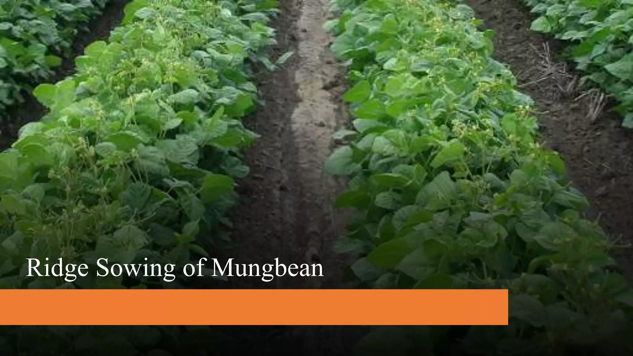 Mung bean ppt | PPTX