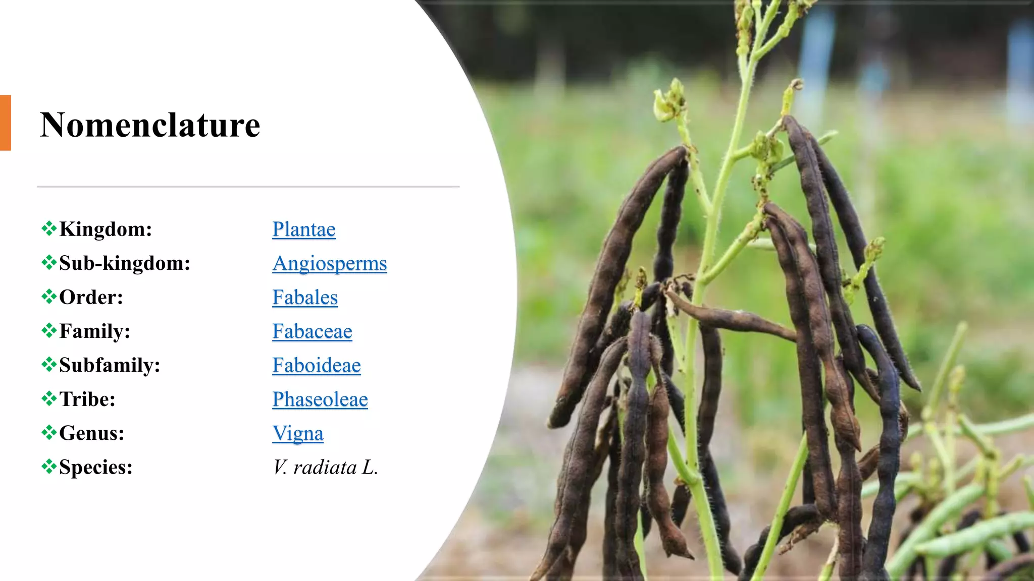 Mung bean ppt | PPTX