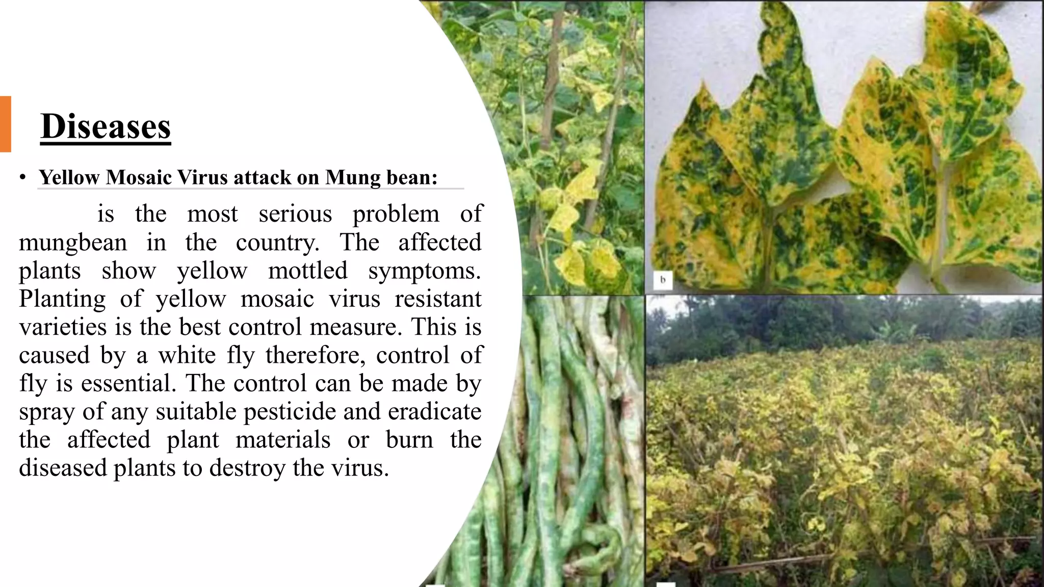Mung bean ppt | PPTX