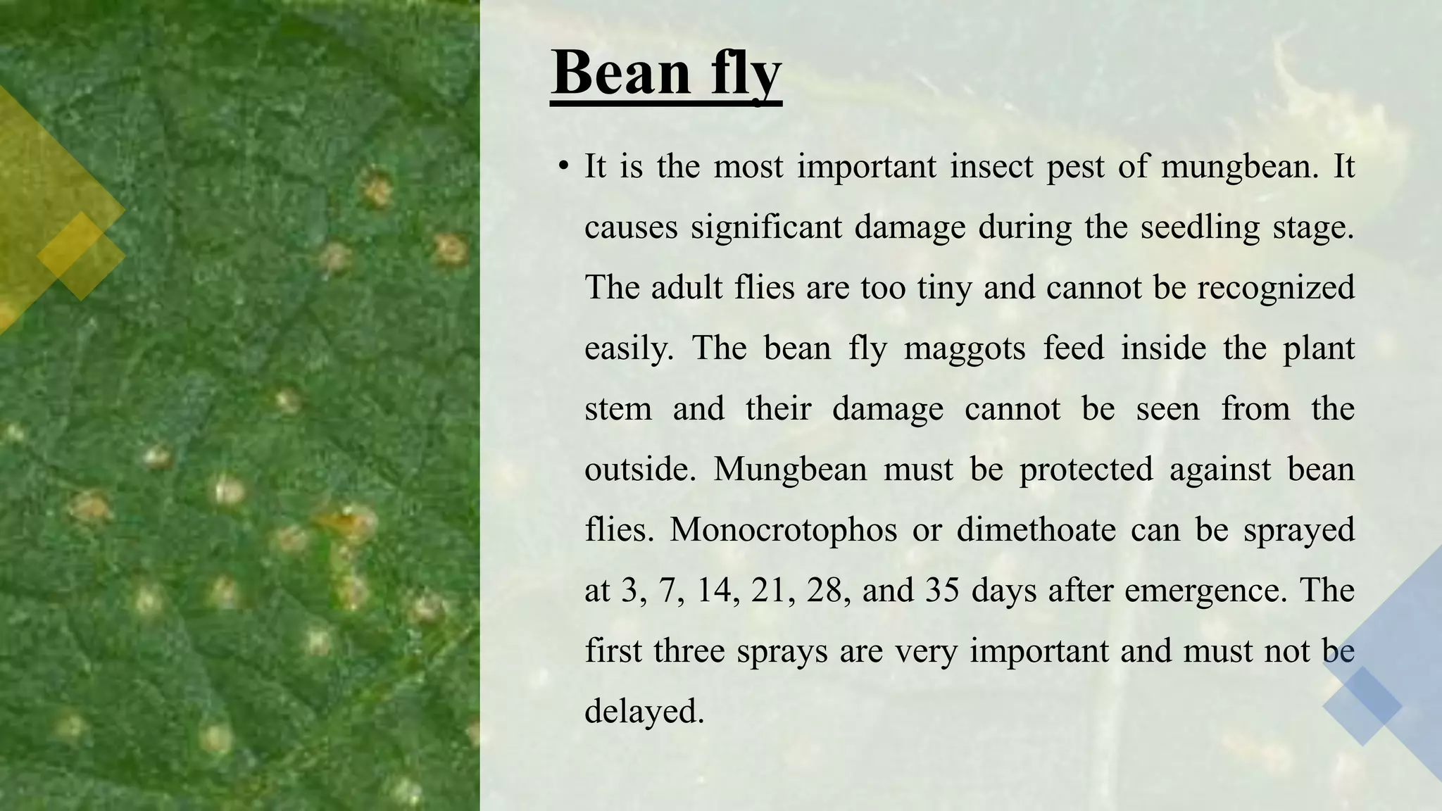 Mung bean ppt | PPTX