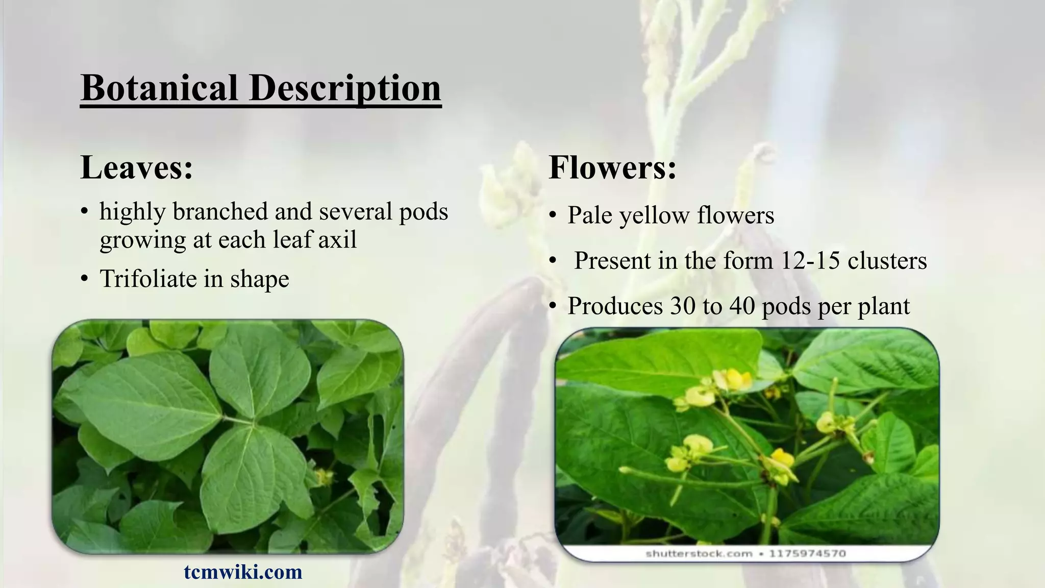 Mung bean ppt | PPTX