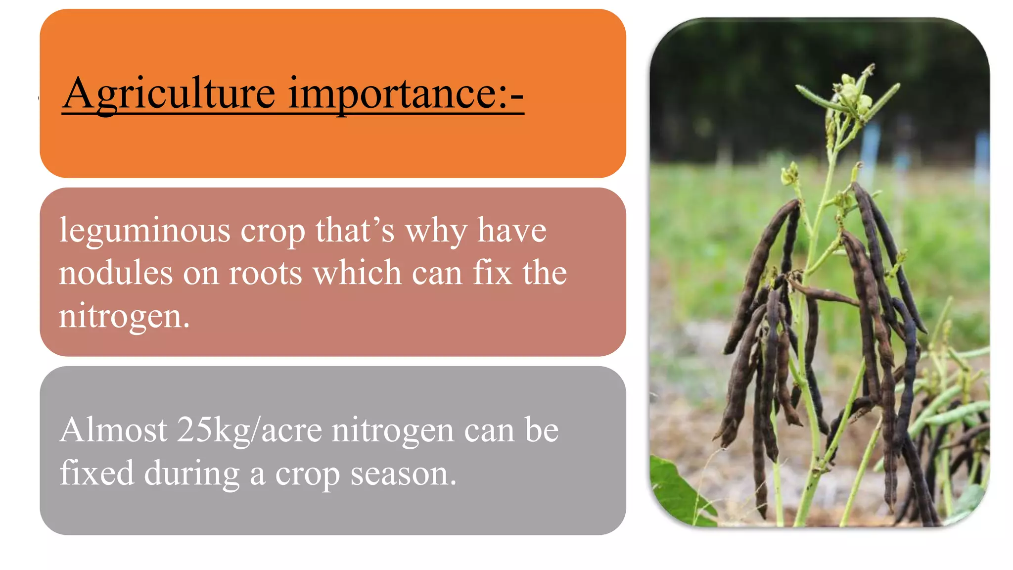 Mung bean ppt | PPTX