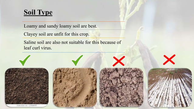 Mung bean ppt | PPTX