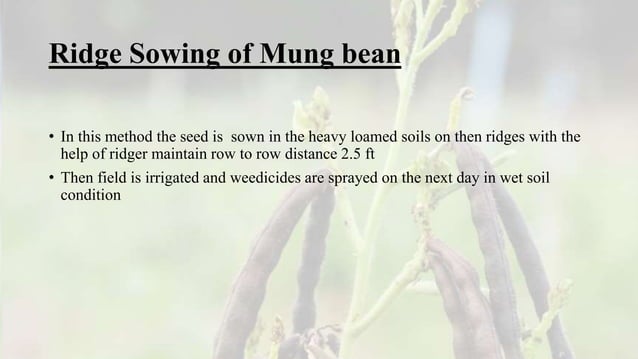 Mung bean ppt | PPTX