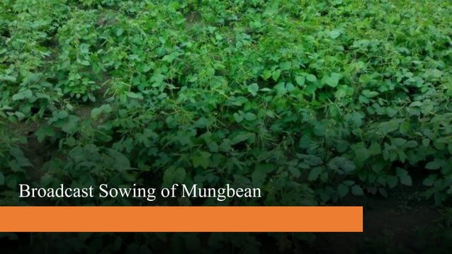Mung bean ppt | PPTX