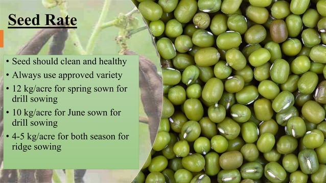 Mung bean ppt | PPTX