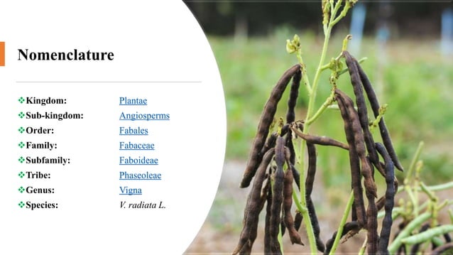 Mung bean ppt | PPTX