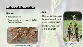 Mung bean ppt | PPTX