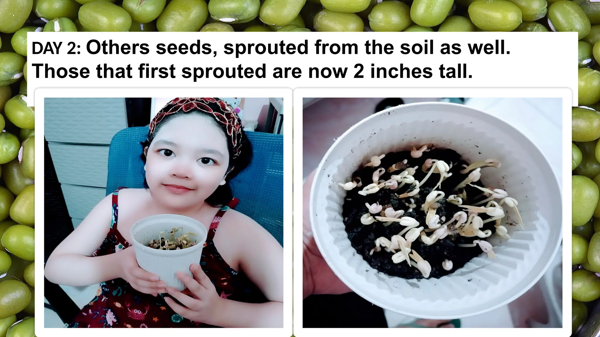Mung beans are legumes that are rich in protein, fiber, antioxidants ...