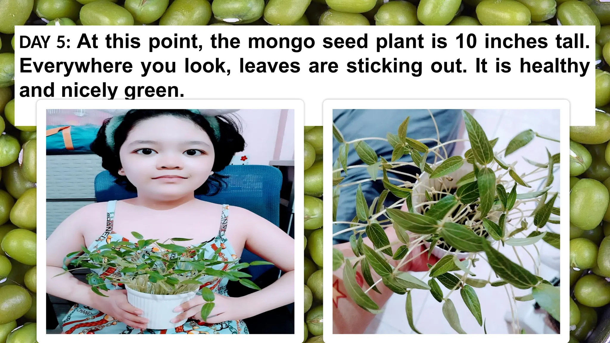 Mung beans are legumes that are rich in protein, fiber, antioxidants ...