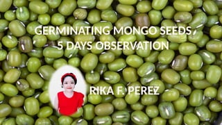 Mung beans are legumes that are rich in protein, fiber, antioxidants ...