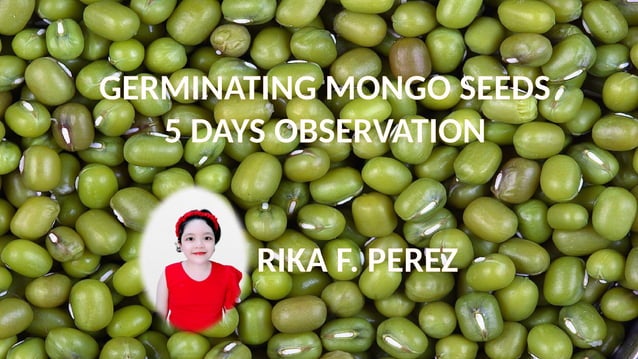 Mung beans are legumes that are rich in protein, fiber, antioxidants ...