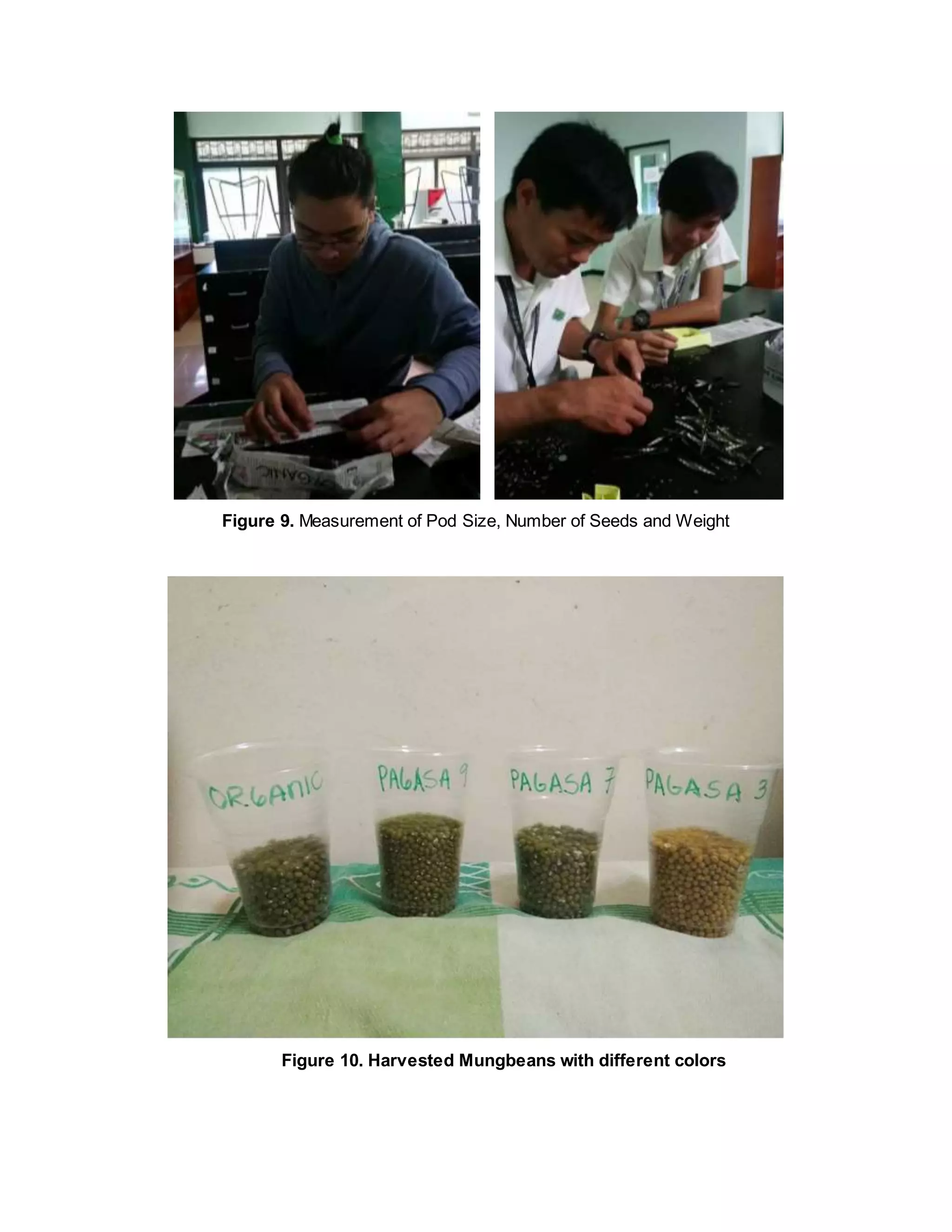 MUNGBEAN VARIETY TRIAL | DOCX