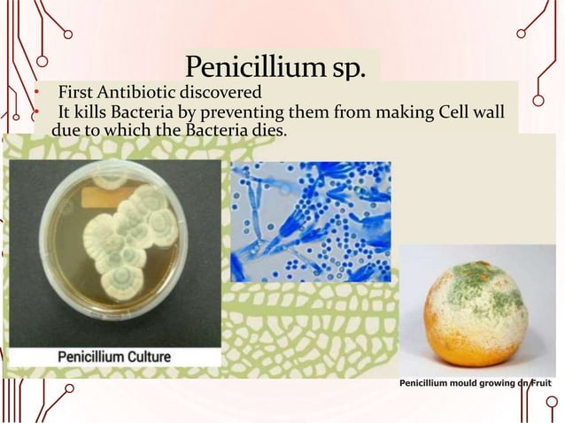 medicinal uses of fungi | PPT