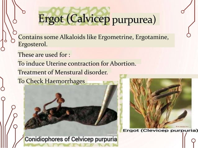medicinal uses of fungi | PPT