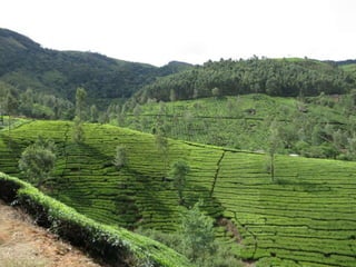 Munnar | PPTX