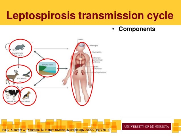 Drivers of Leptospirosis Transmission at the Human-Animal Interface i…