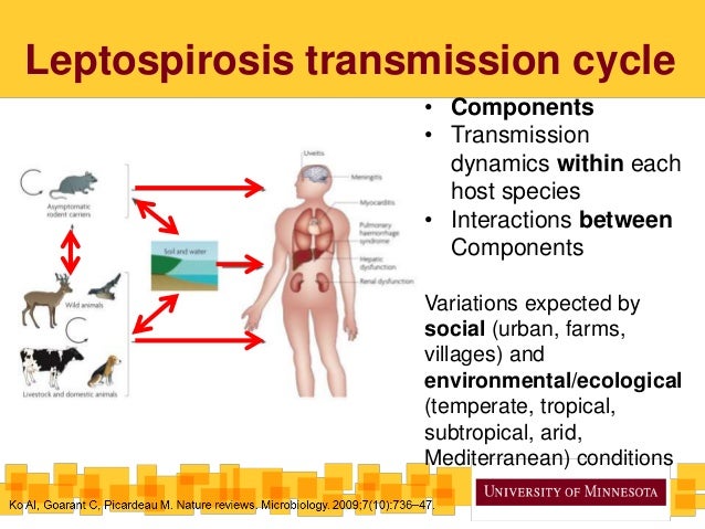 Drivers of Leptospirosis Transmission at the Human-Animal Interface i…