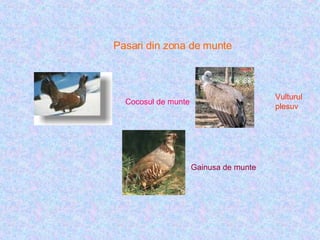 Muntii Carpati | PPT