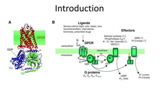 GPCR | PPTX | Endocrine and Metabolic Diseases | Diseases and Conditions