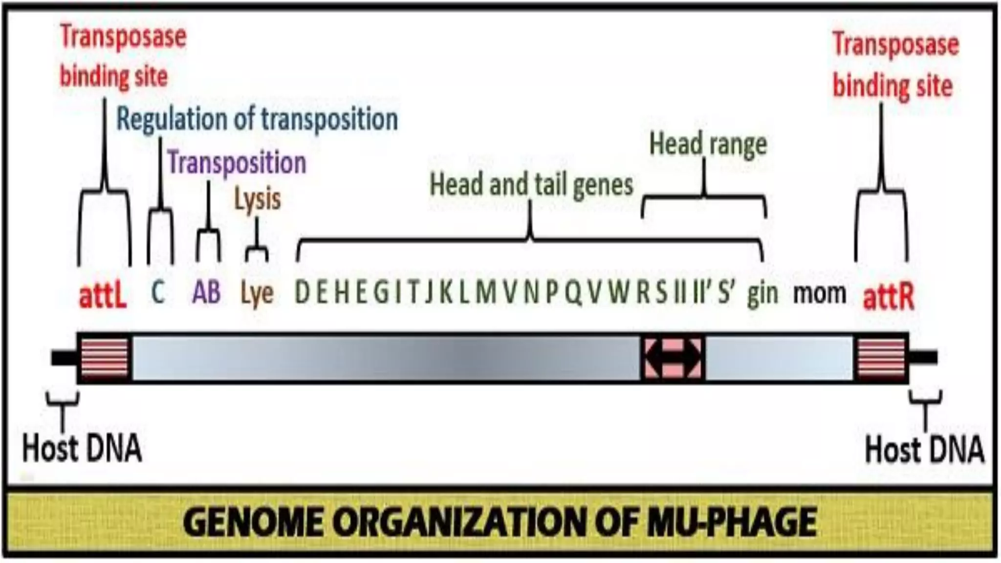 MU phage.pdf