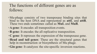 MU phage.pdf