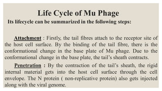 MU phage.pdf