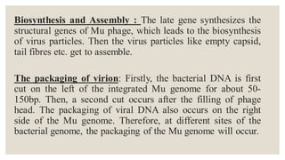 MU phage.pdf