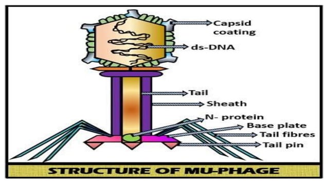 MU phage.pdf | Chemistry | Science