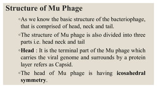 MU phage.pdf