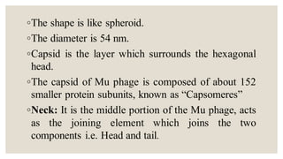 MU phage.pdf