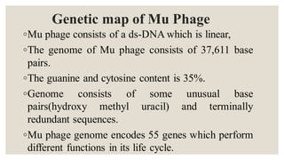 MU phage.pdf | Chemistry | Science
