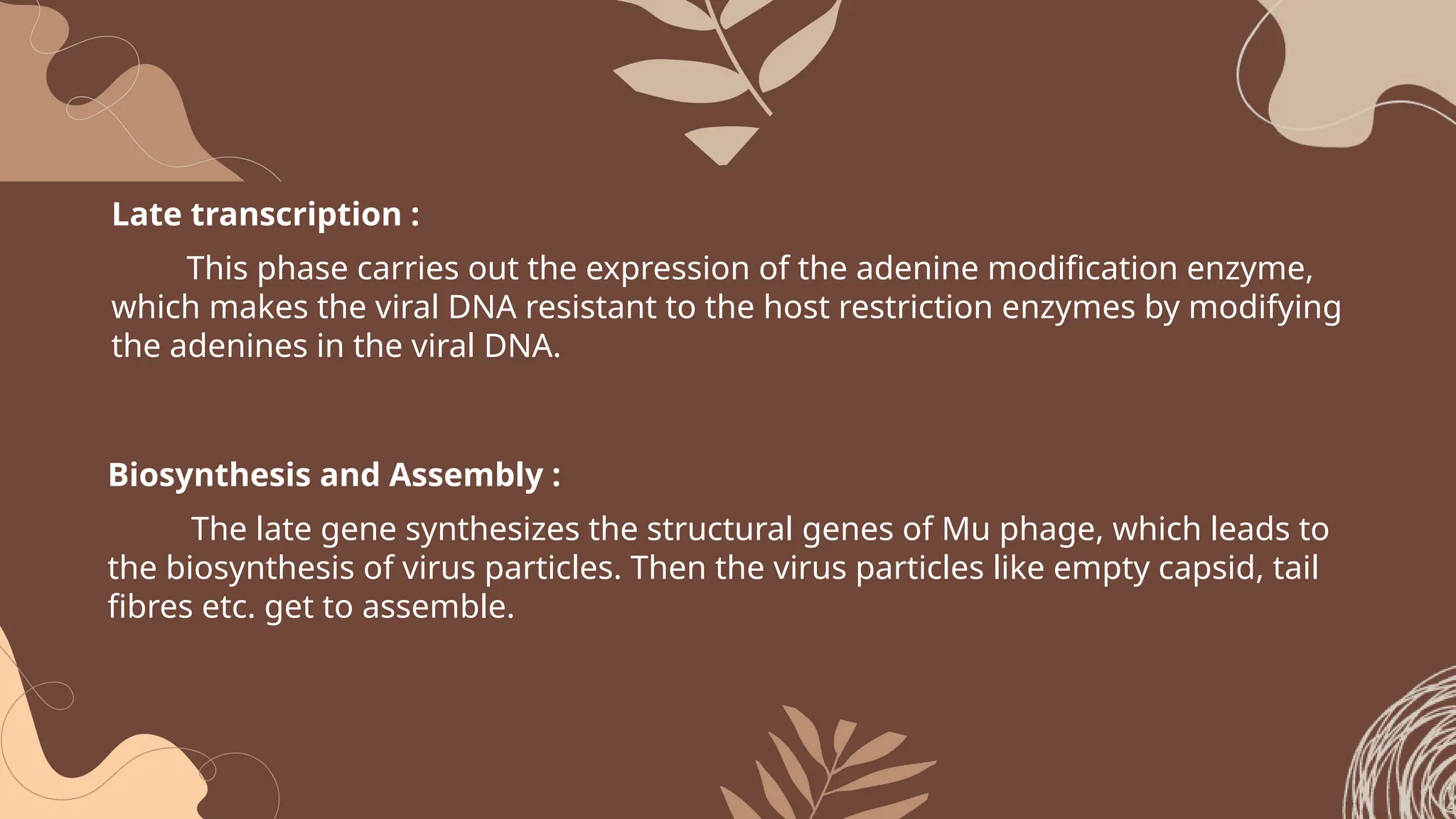Mu phage - Introduction, Structure,life cycle and Production | PPTX