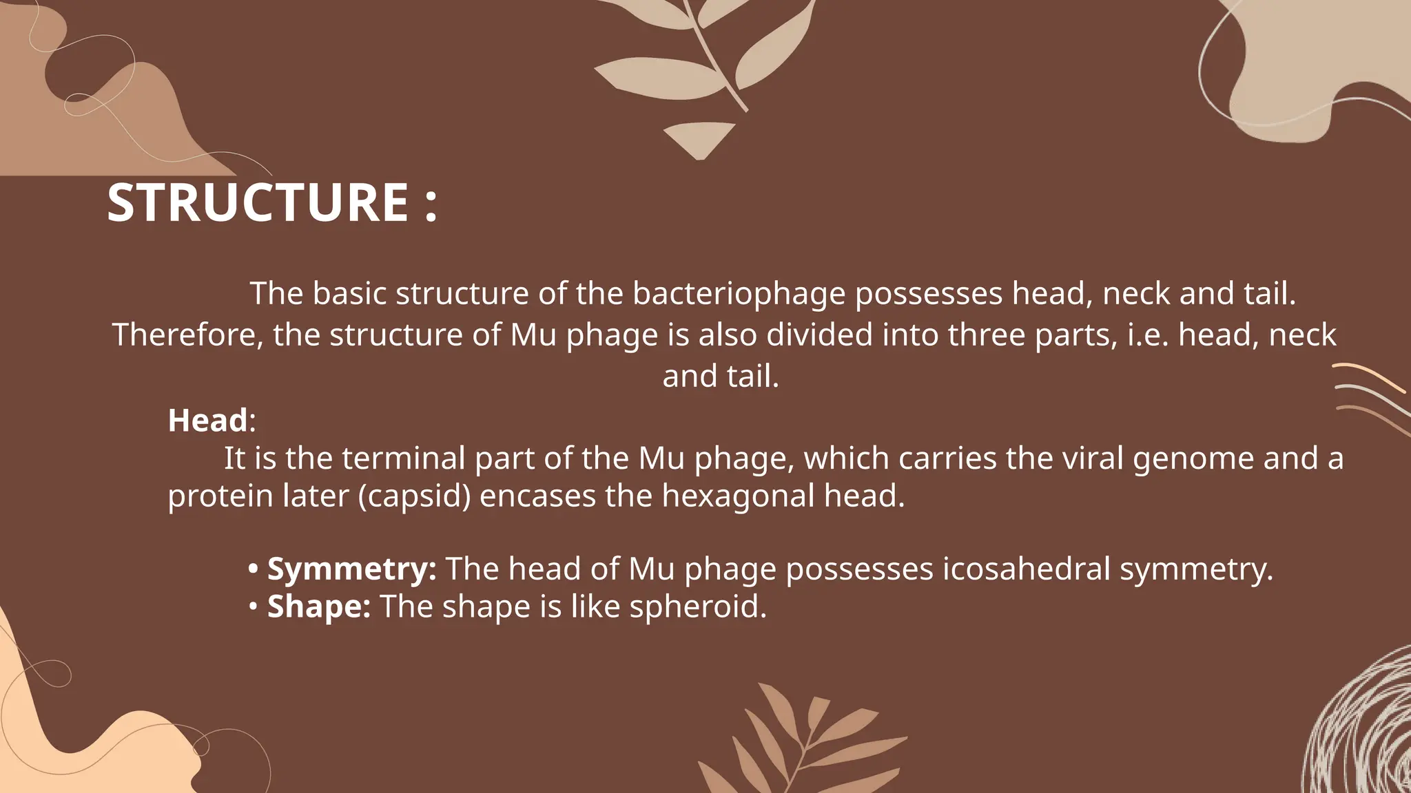 Mu phage - Introduction, Structure,life cycle and Production | PPTX