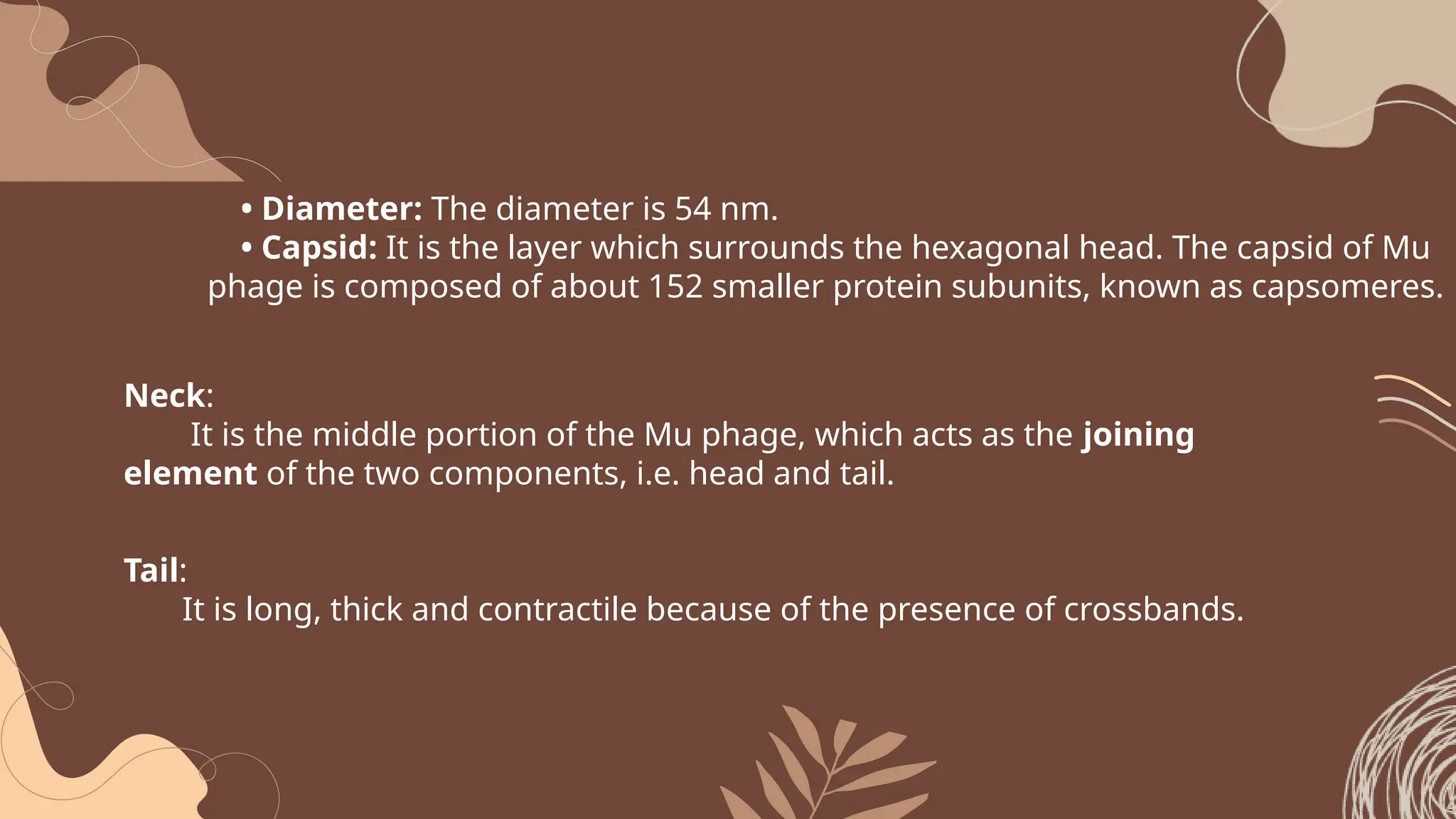Mu phage - Introduction, Structure,life cycle and Production | PPTX