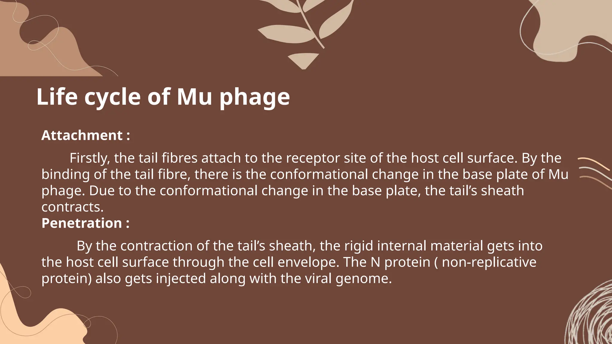 Mu phage - Introduction, Structure,life cycle and Production | PPTX