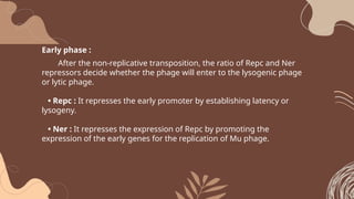 Mu phage - Introduction, Structure,life cycle and Production | PPT