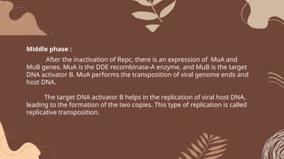 Mu phage - Introduction, Structure,life cycle and Production | PPTX