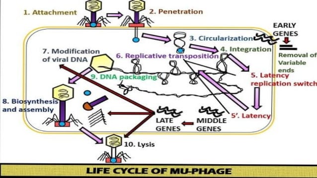 Mu phage - Introduction, Structure,life cycle and Production | PPT