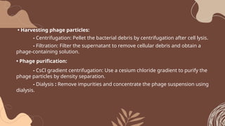 Mu phage - Introduction, Structure,life cycle and Production | PPT