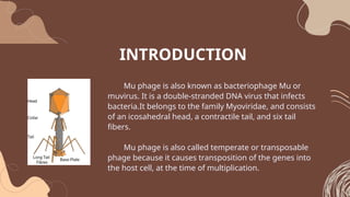 Mu phage - Introduction, Structure,life cycle and Production | PPT