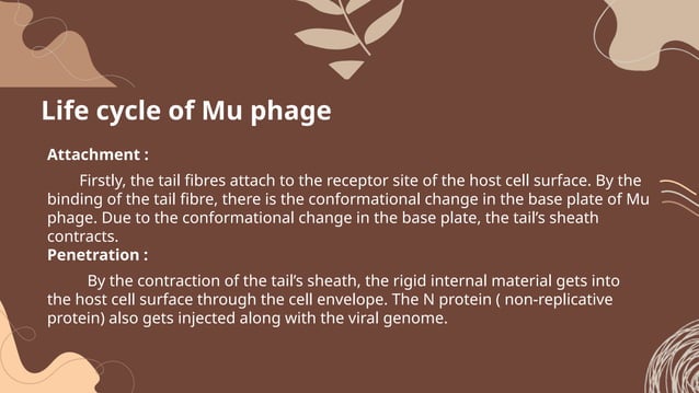 Mu phage - Introduction, Structure,life cycle and Production | PPT