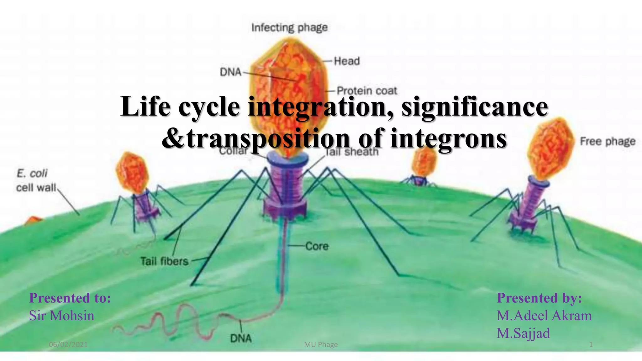 Mu phage | PPTX